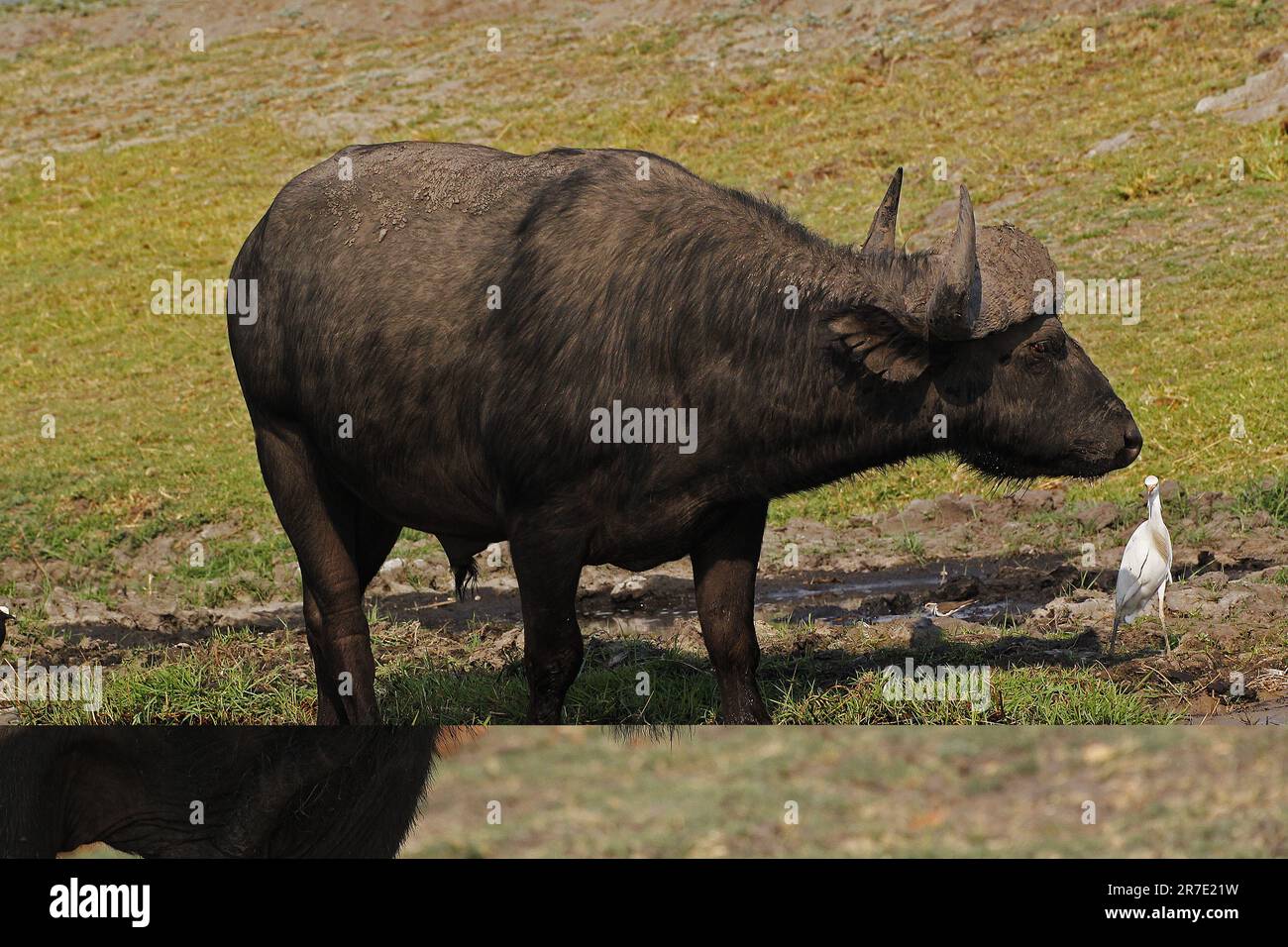 African Buffalo, syncerus caffer, with Cattle Egret, bubulcus ibis ...