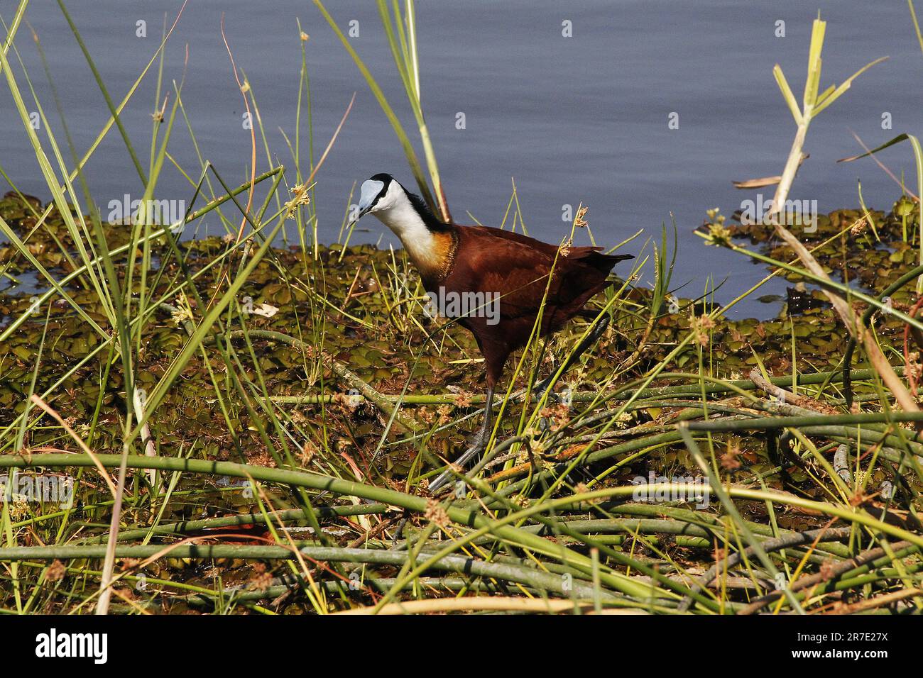 Jacana photo hi-res stock photography and images - Alamy