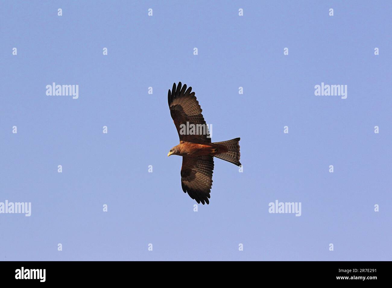 Yellow-Billed Kite, milvus migrans parasitus, Adult in Flight, Moremi ...