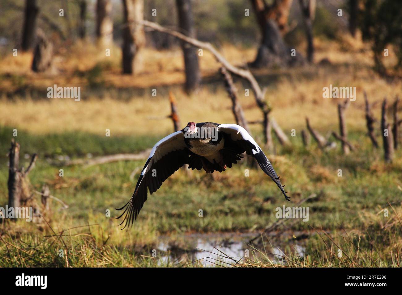 Spur-winged goose ,plectropterus gambensis, Male in Flight, Moremi ...