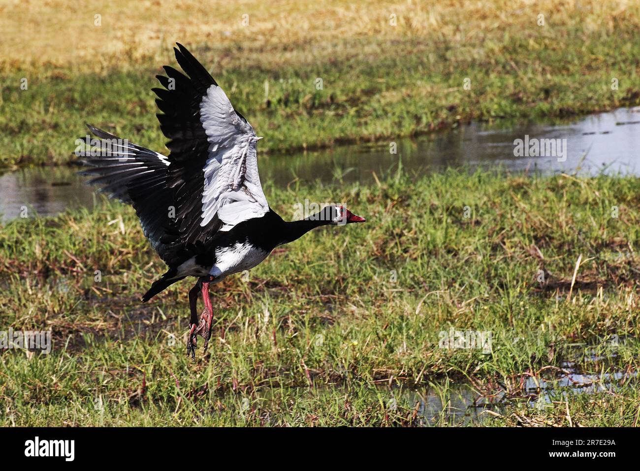 Spur-winged goose ,plectropterus gambensis, Male in Flight, Moremi ...