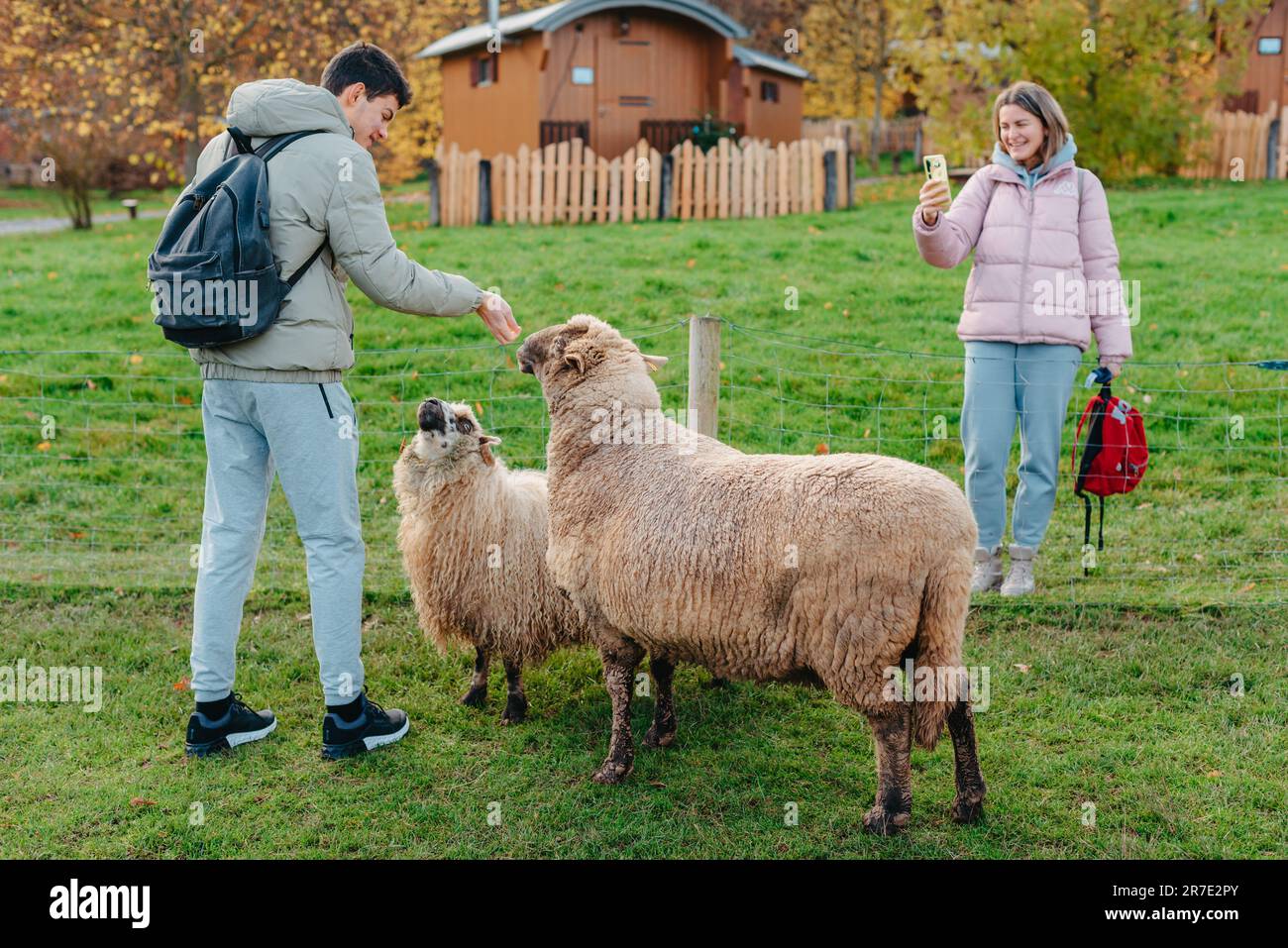 Little caucasian boy feeding ram in a farm. Ram eating grains of cereal ...
