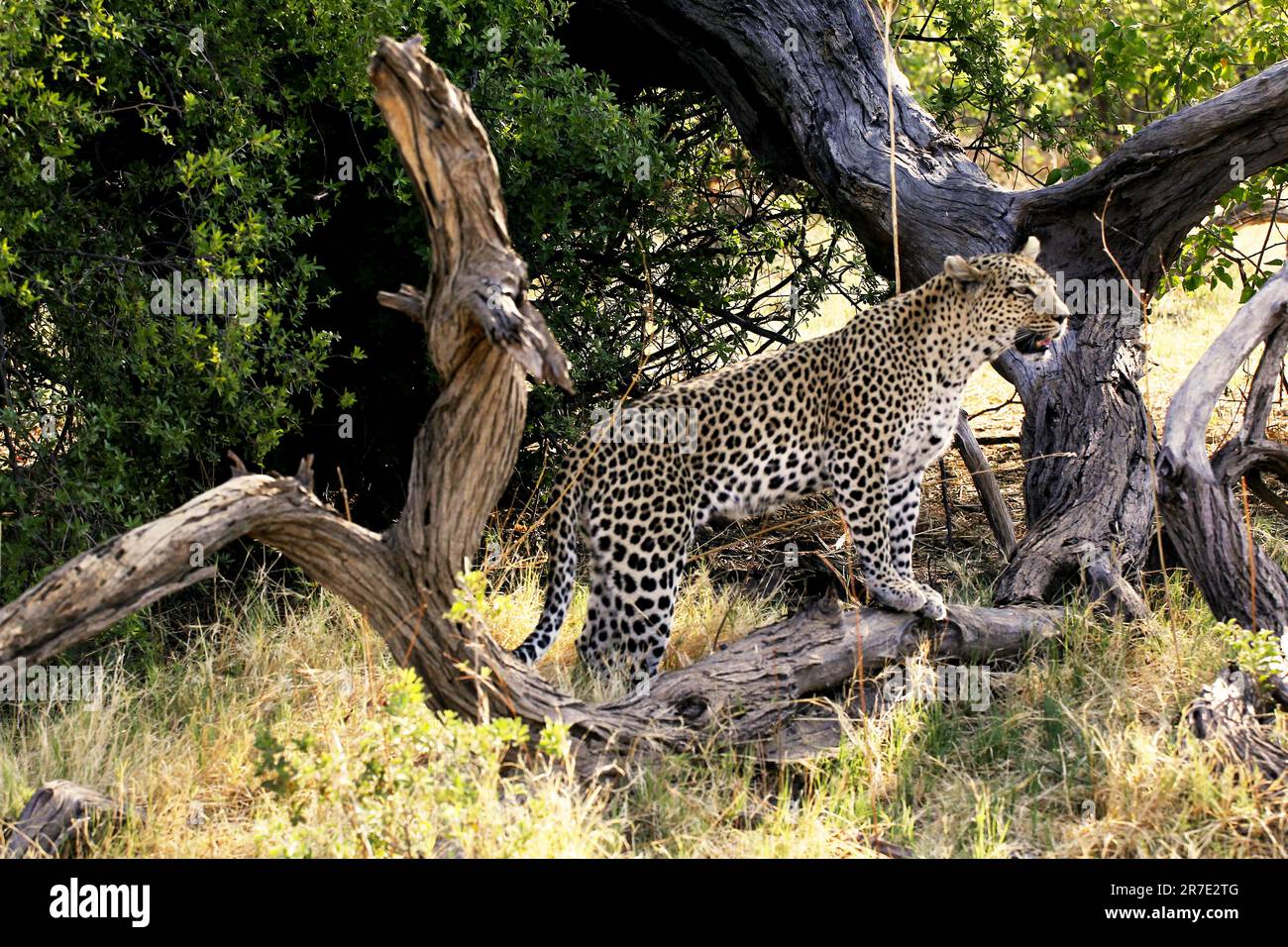 Leopard, panthera pardus, Adult on Dead Tree, Moremi Reserve, Okavango ...
