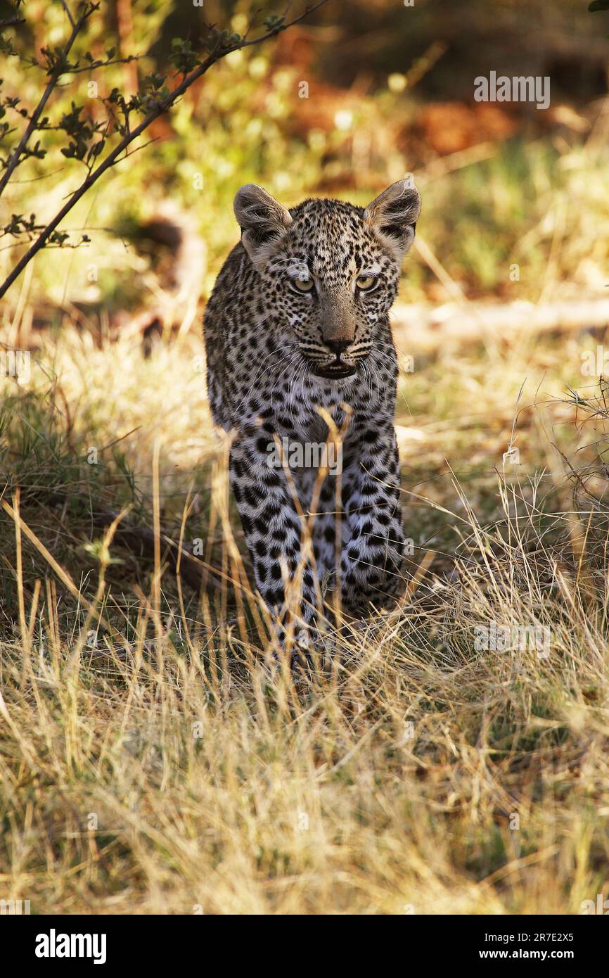 Leopard, panthera pardus, Cub, Moremi Reserve, Okavango Delta in ...