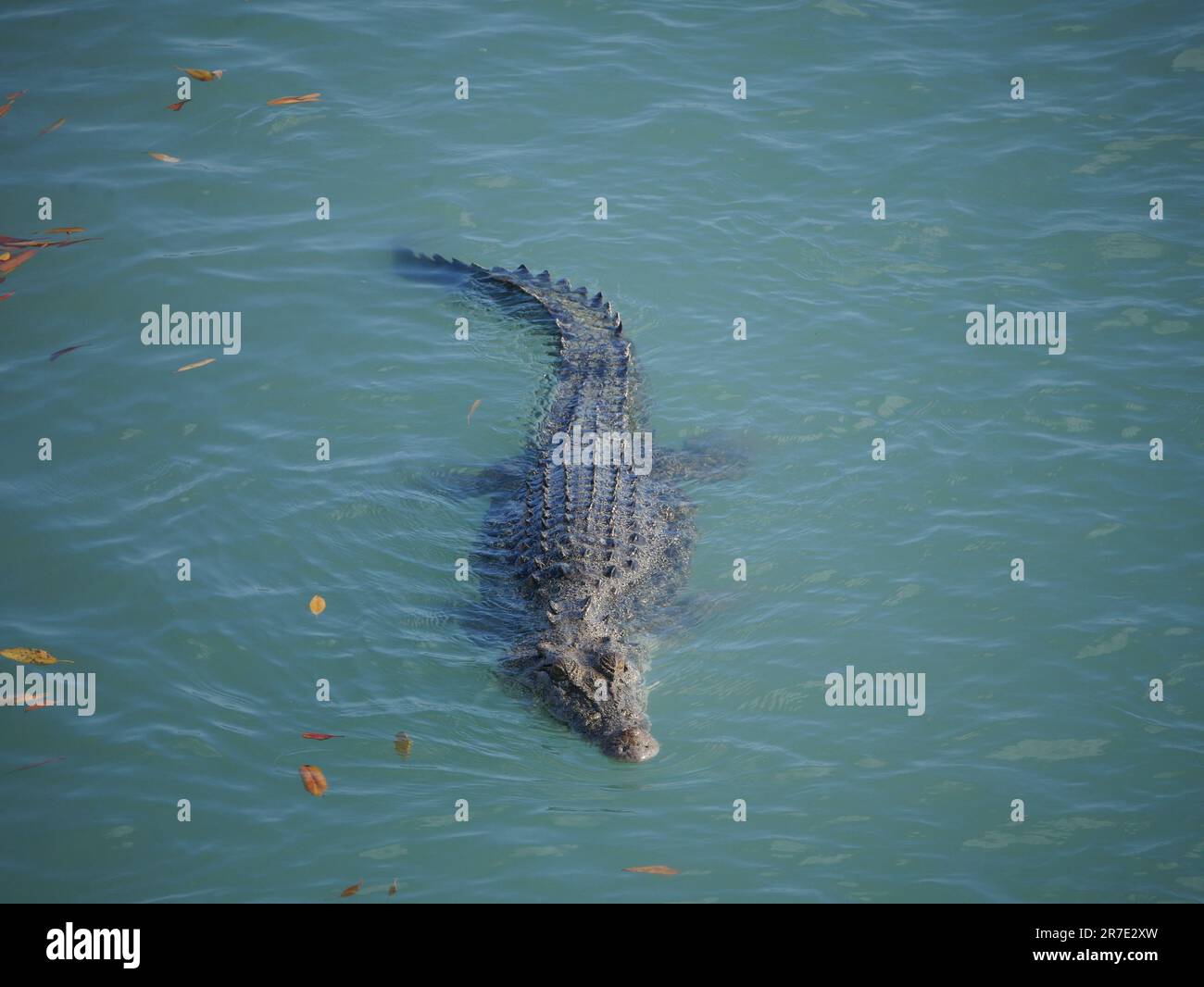 Salt Water Crocodile, The Kimberley Western Australia Stock Photo - Alamy
