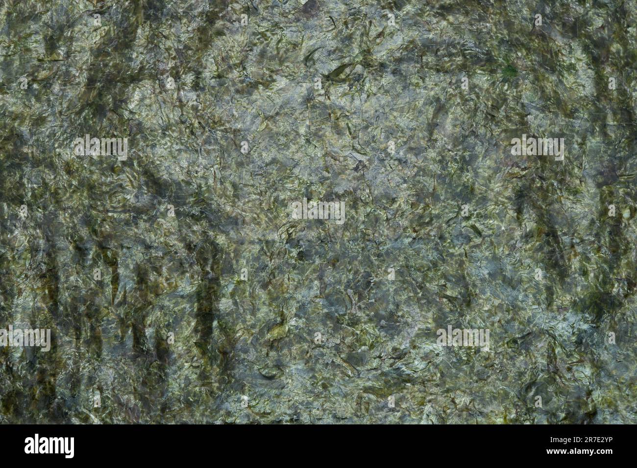 Dry japanese organic seaweed texture background. Dry nori japanese food ...