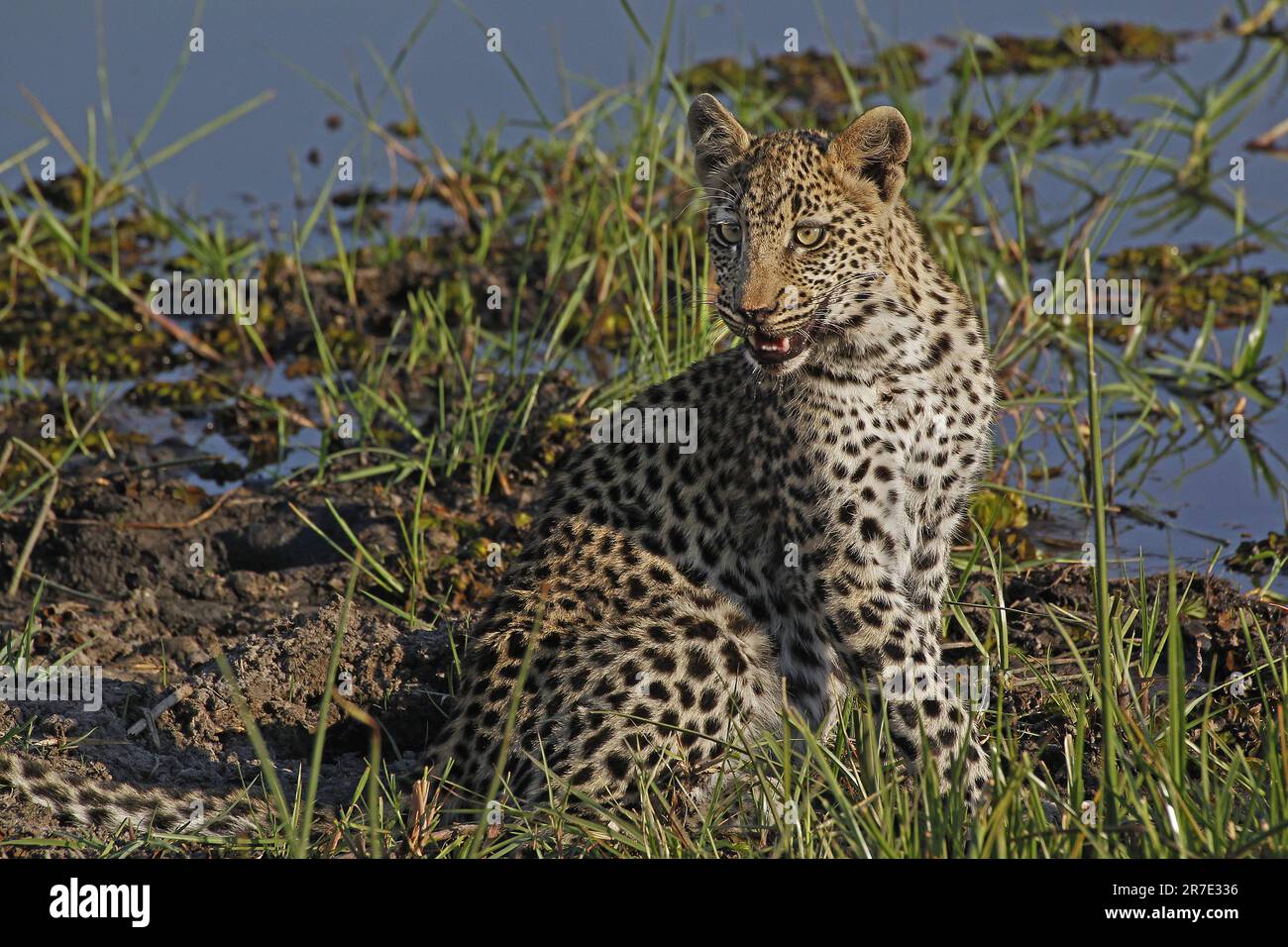 Leopard, panthera pardus, Cub at Waterhole, Moremi Reserve, Okavango ...