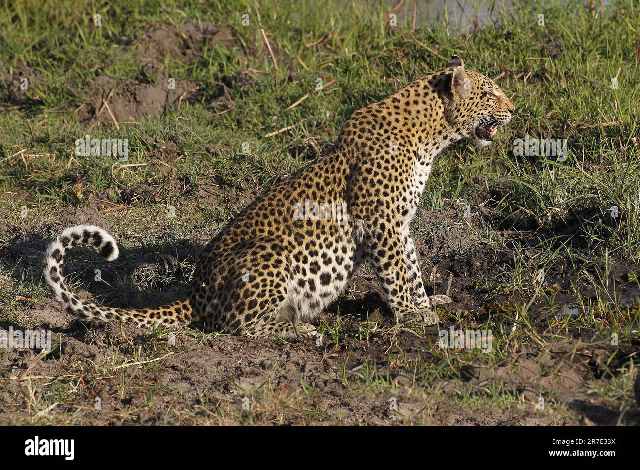 Leopard, panthera pardus, Adult snarling, Moremi Reserve, Okavango ...