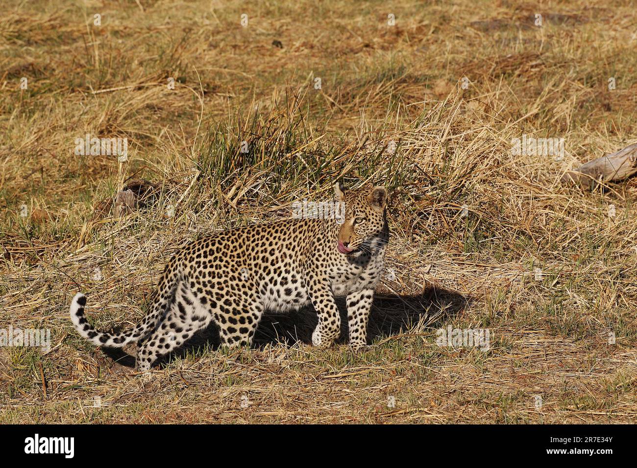 Leopard, panthera pardus, Moremi Reserve, Okavango Delta in Botswana ...
