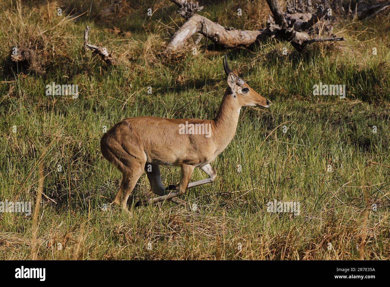 Southern reedbuck redunca arundinum hi-res stock photography and images ...