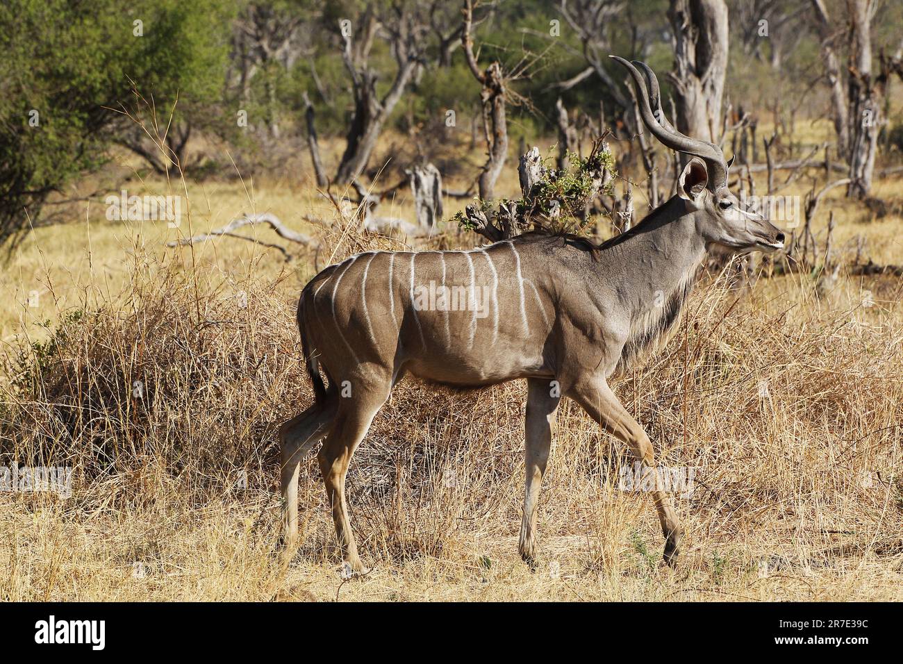 Greater Kudu, tragelaphus strepsiceros, Male standing in Bush, Moremi ...