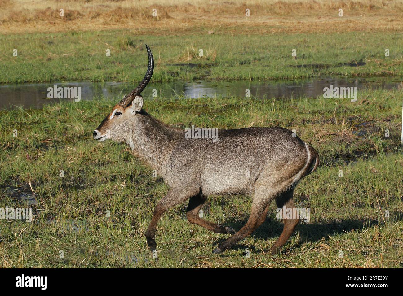 Common Waterbuck, kobus ellipsiprymnus, Male running along Khwai River ...