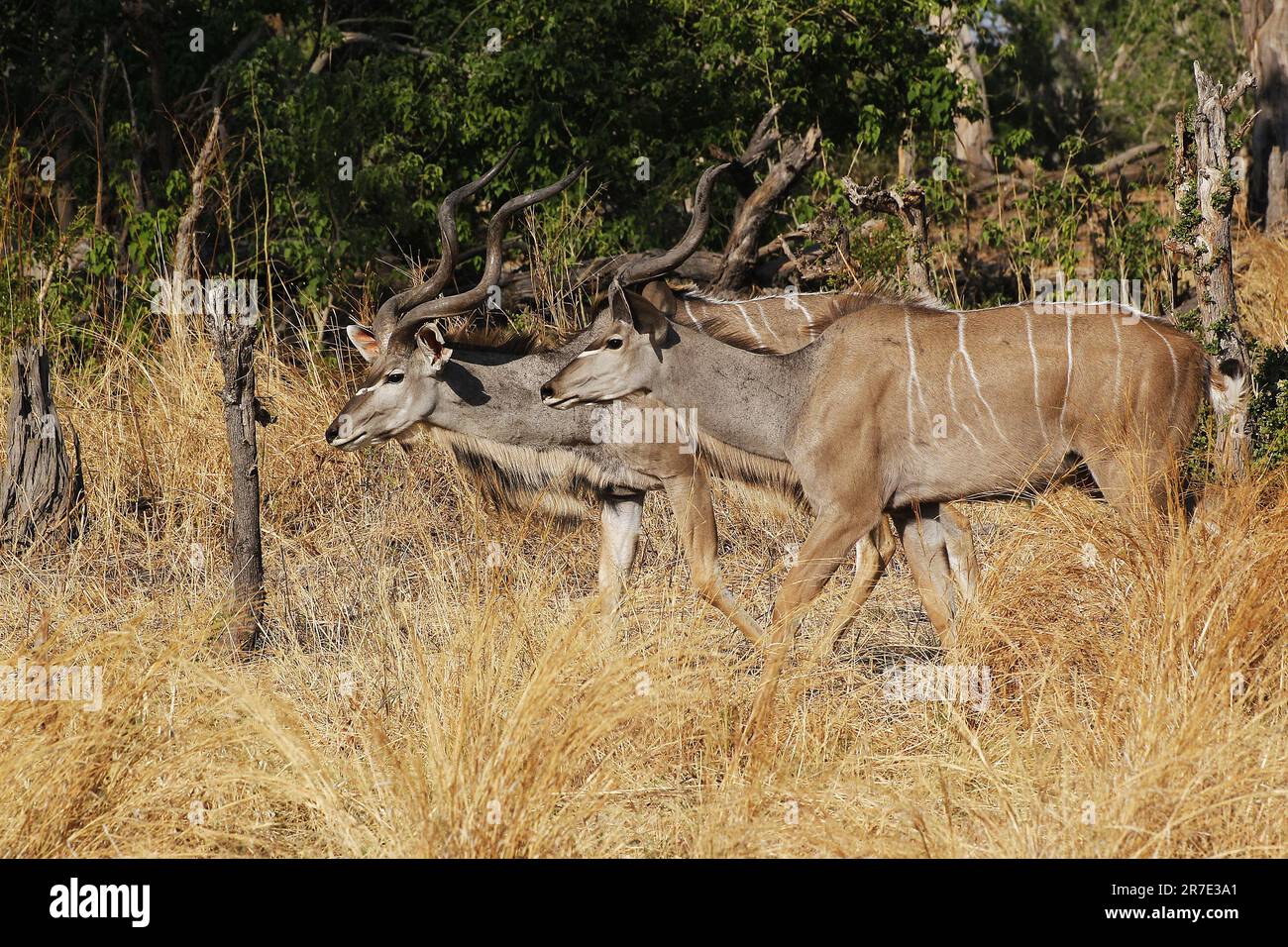 Greater Kudu, tragelaphus strepsiceros, Males standing in Bush, Moremi ...