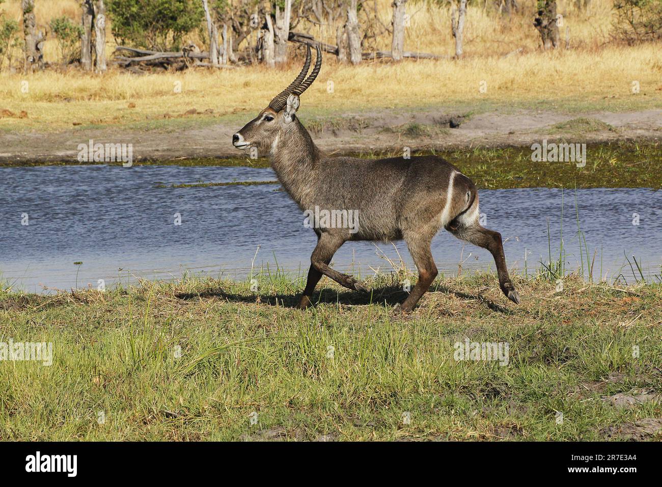 Common Waterbuck, kobus ellipsiprymnus, Male running along Khwai River ...