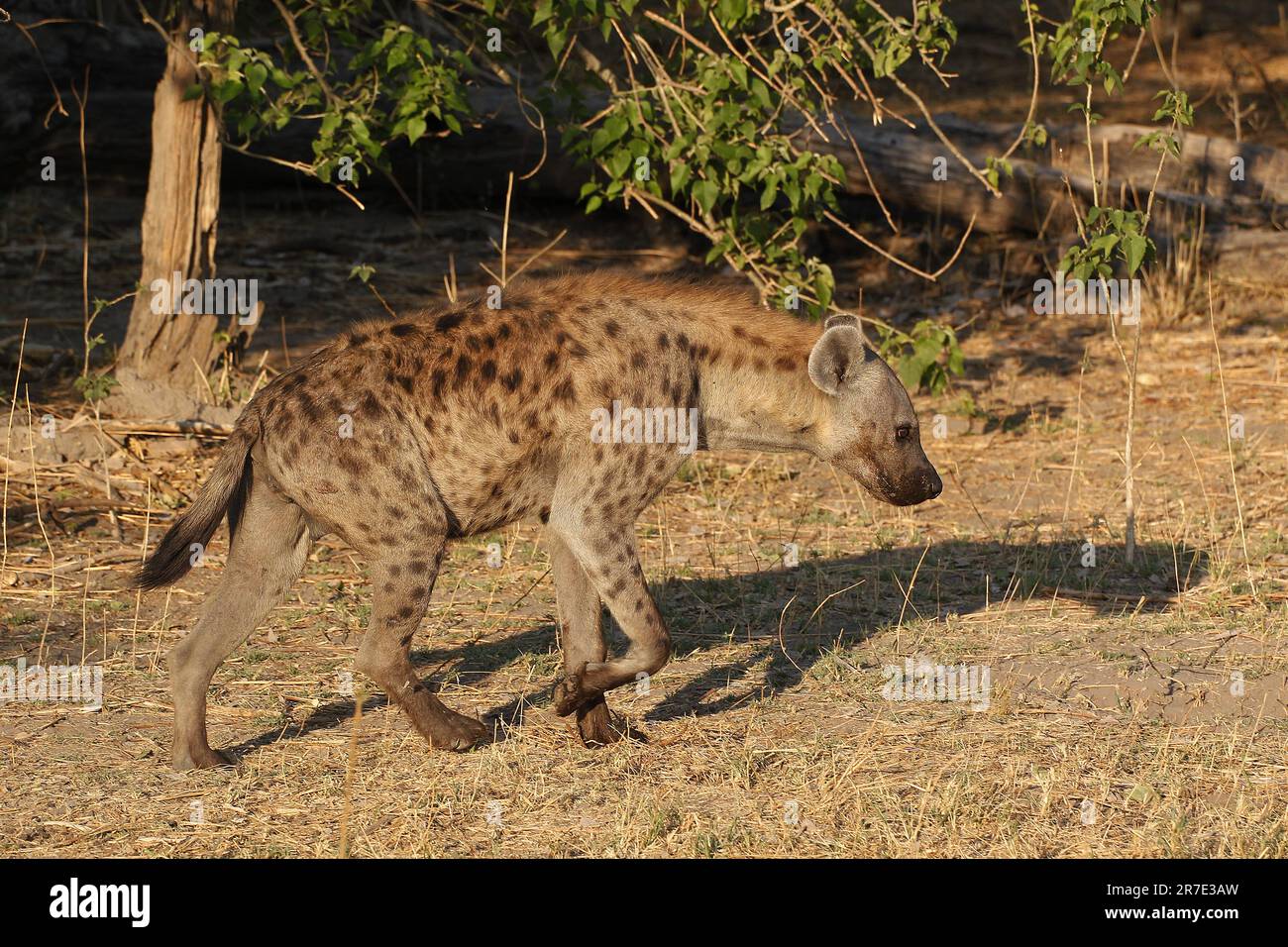 Spotted Hyena, crocuta crocuta, Adult, Moremi Reserve, Okavango Delta ...