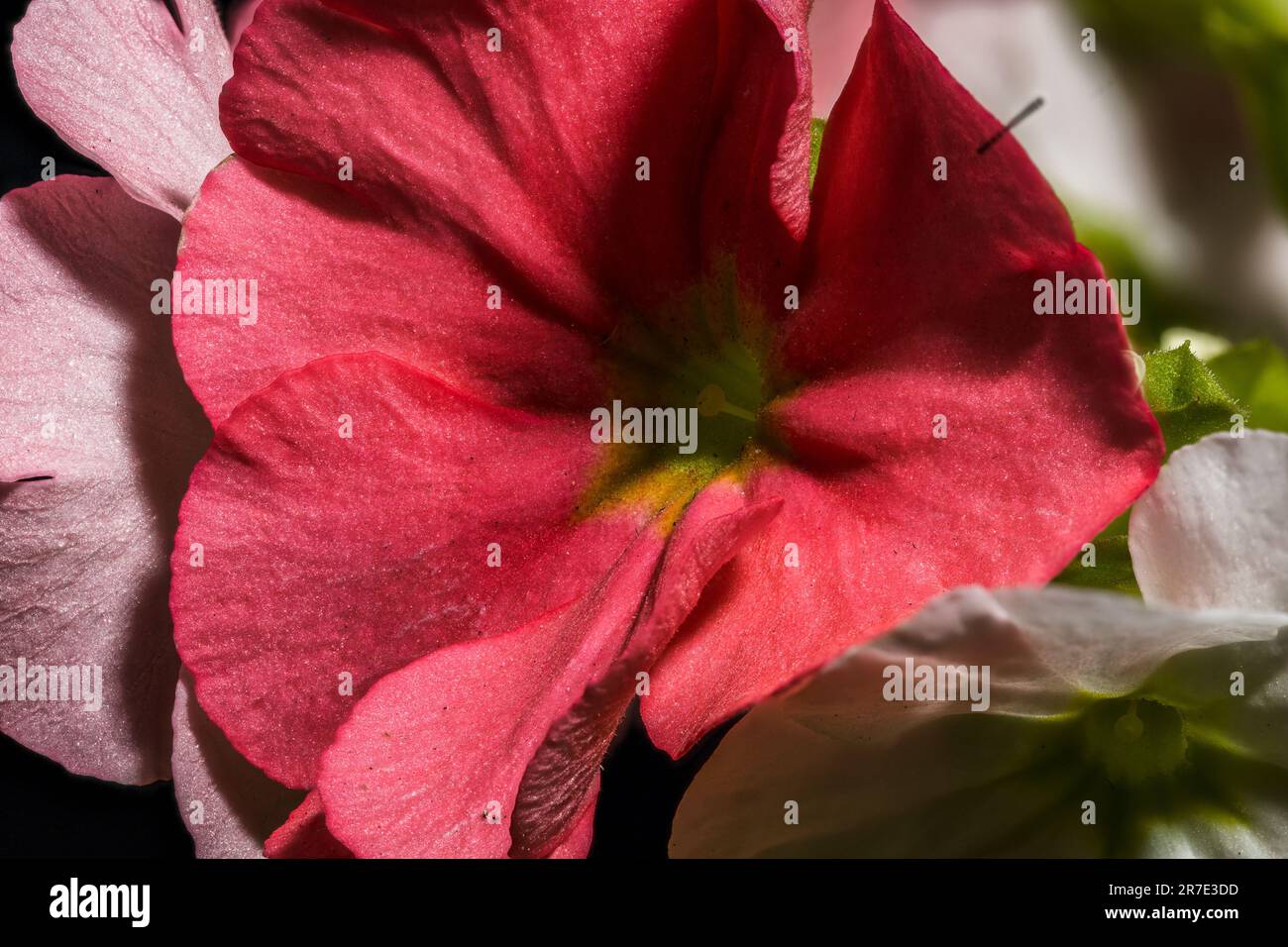 Eye catching grace hi-res stock photography and images - Alamy