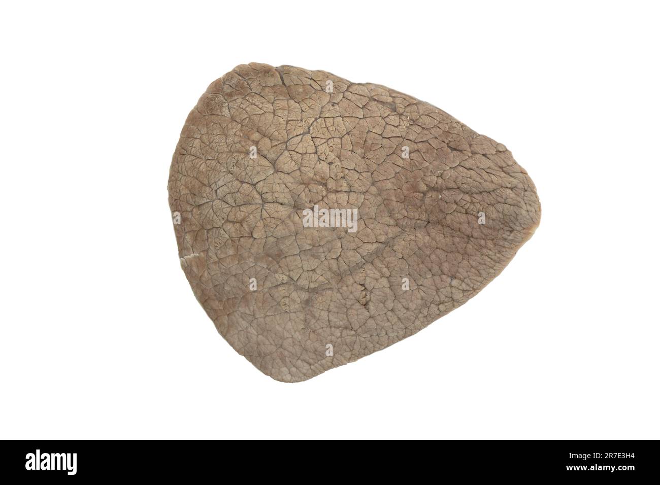 Piece of boiled beef isolated on white background. Boiled beef steake ...