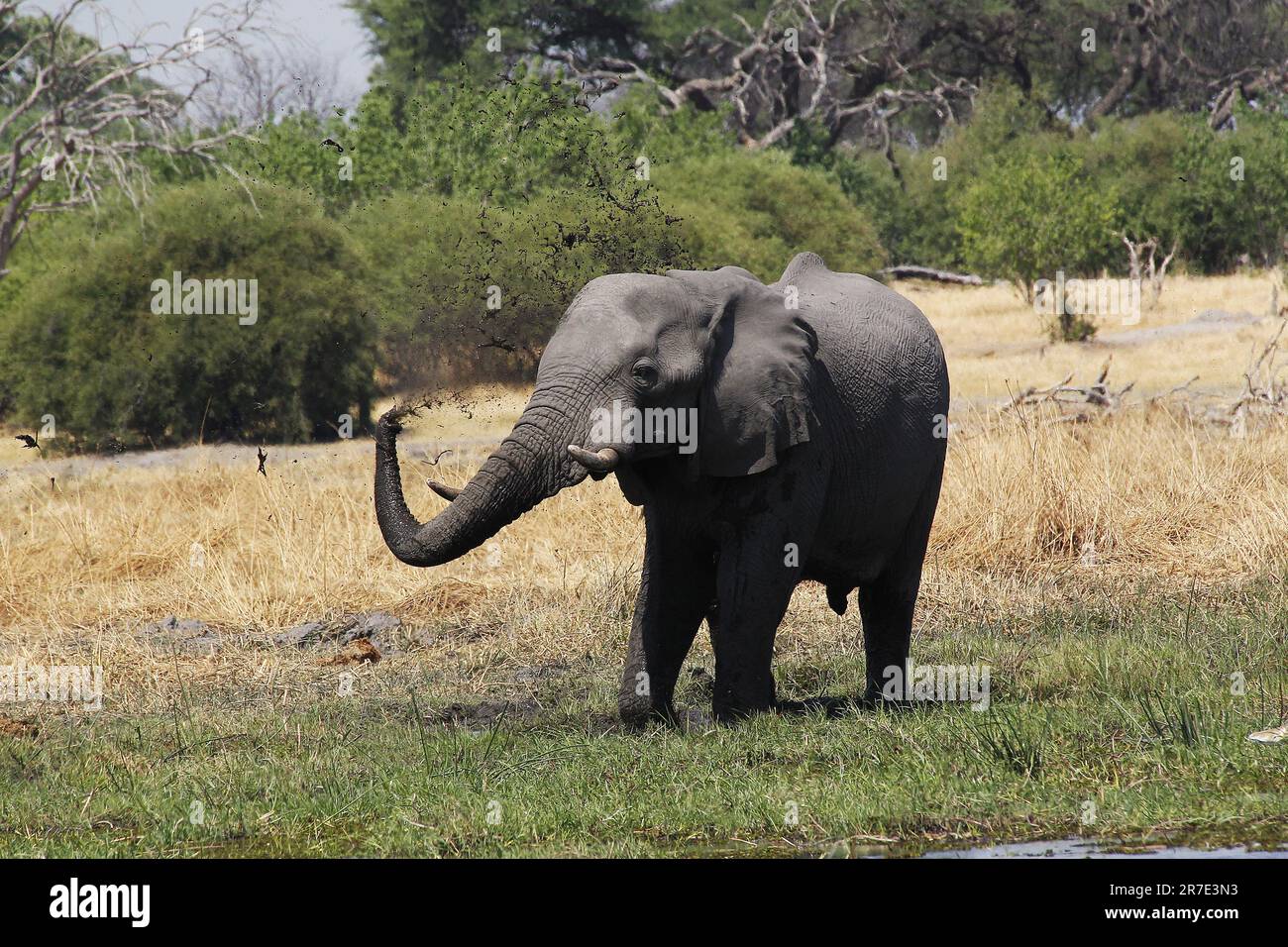 African Elephant, loxodonta africana, having Water and Mud Bath, Moremi ...