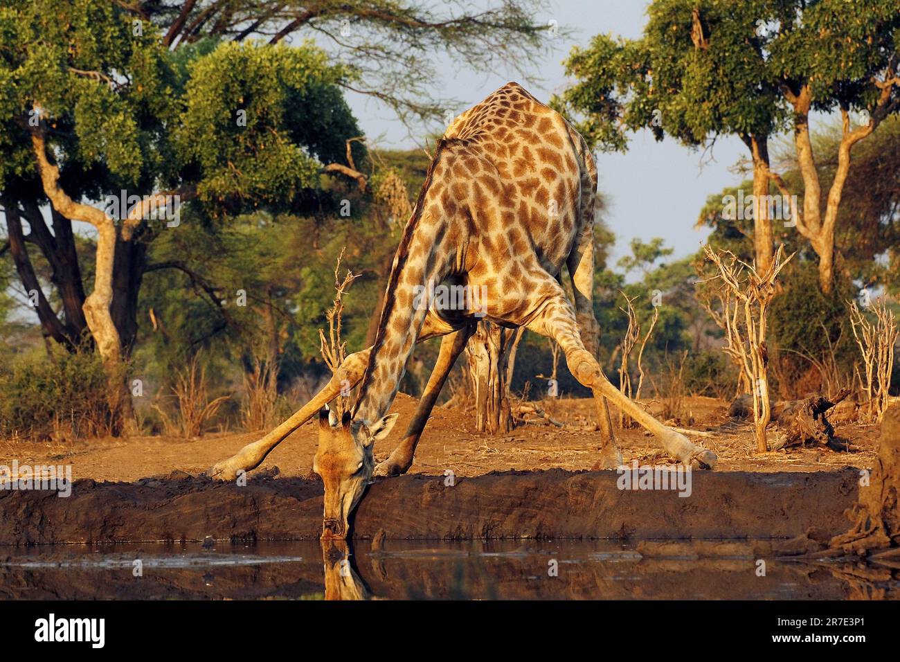 South African Giraffe, giraffa camelopardalis giraffa, Adult drinking ...