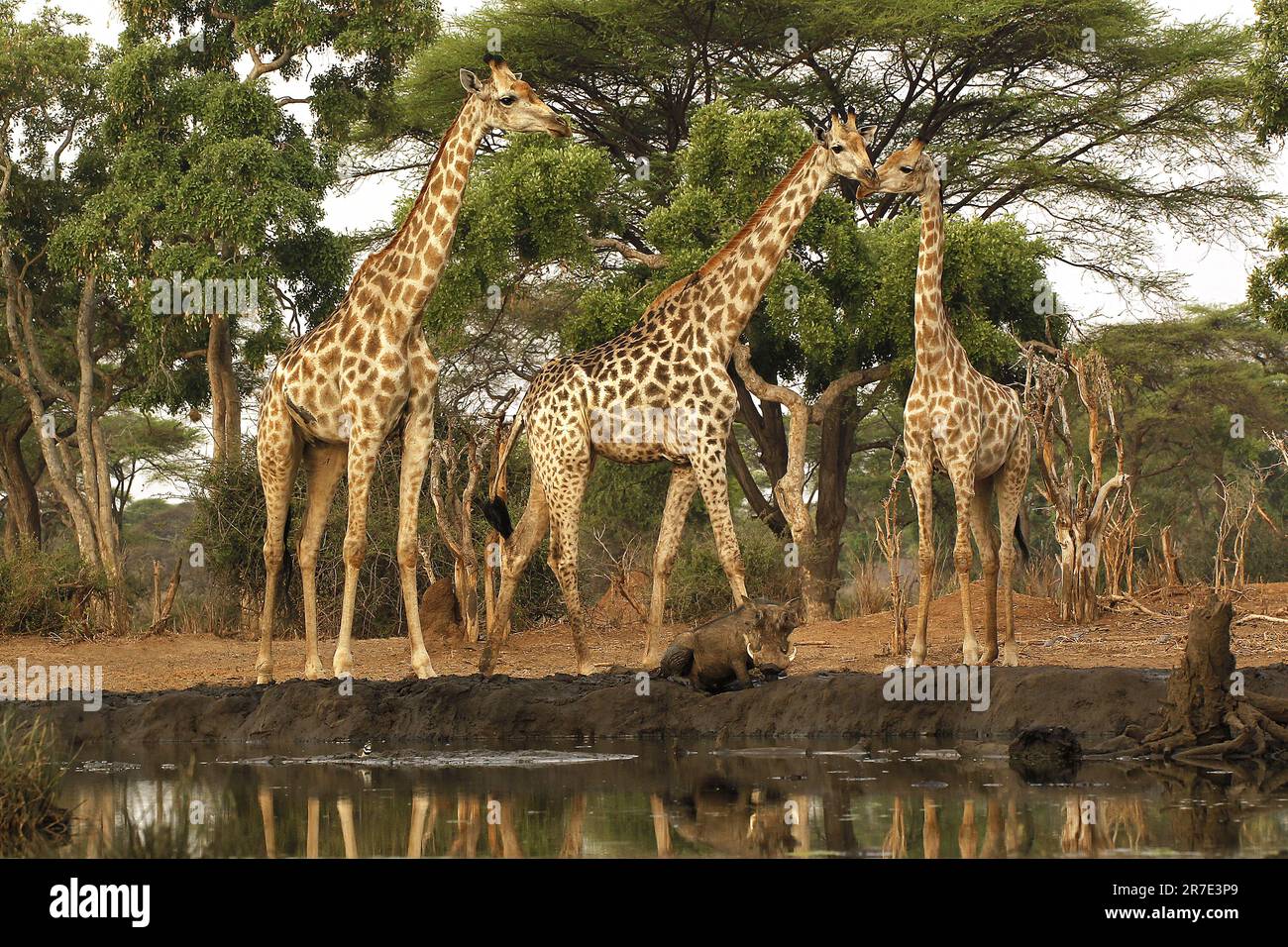 South African Giraffe, giraffa camelopardalis giraffa, Group at Water ...