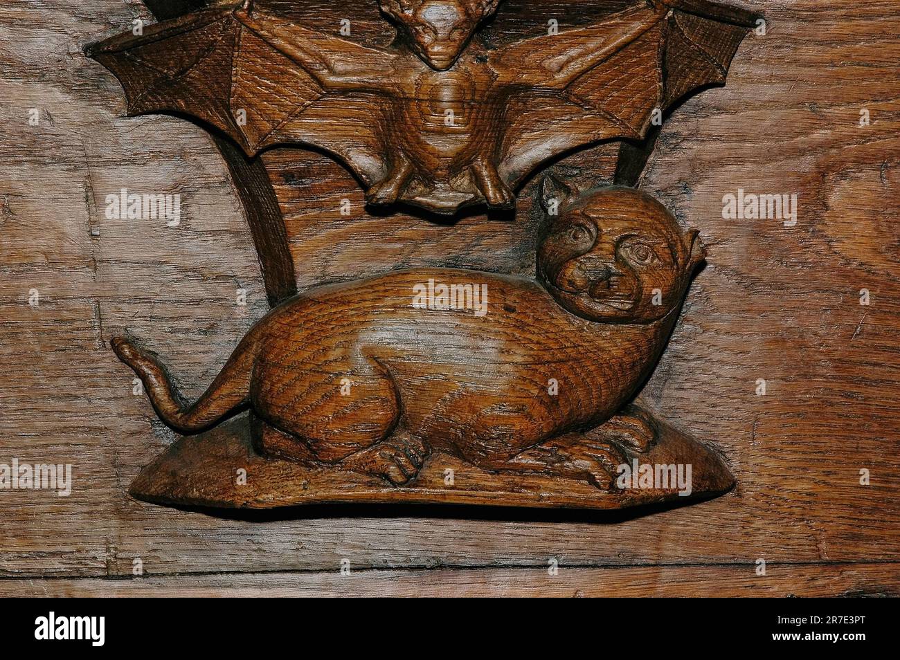 Cat underside hi-res stock photography and images - Alamy