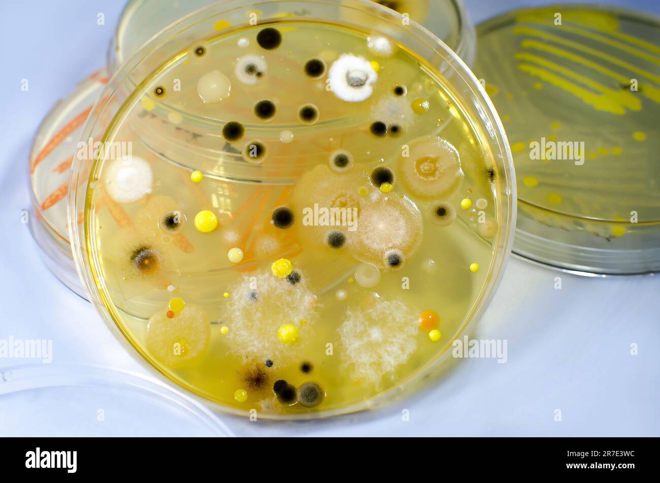 Colonies of different bacteria and mold fungi grown on a Petri dish ...