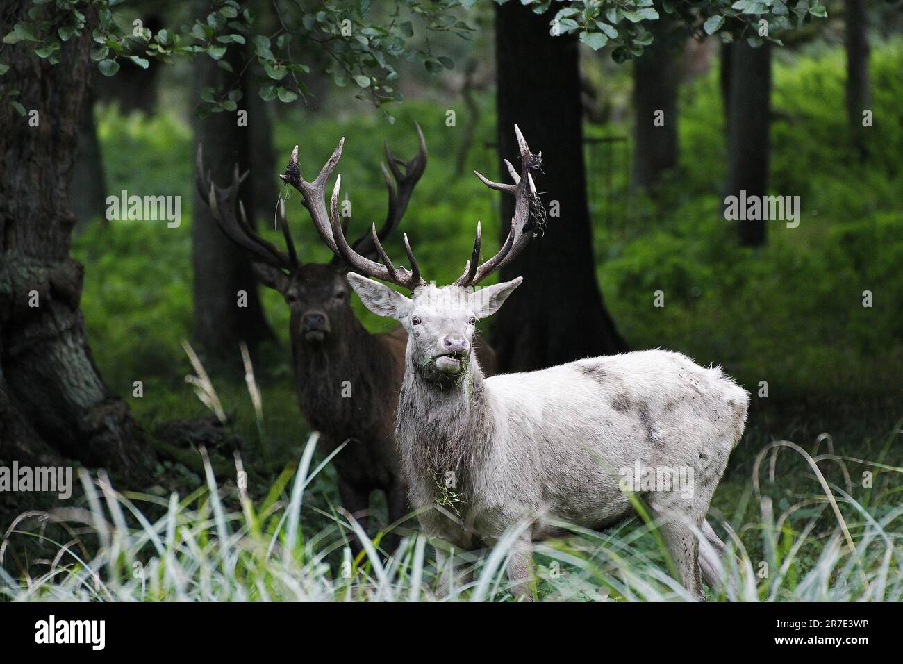 Red Deer, cervus elaphus, Albino Stag, Sweden Stock Photo - Alamy