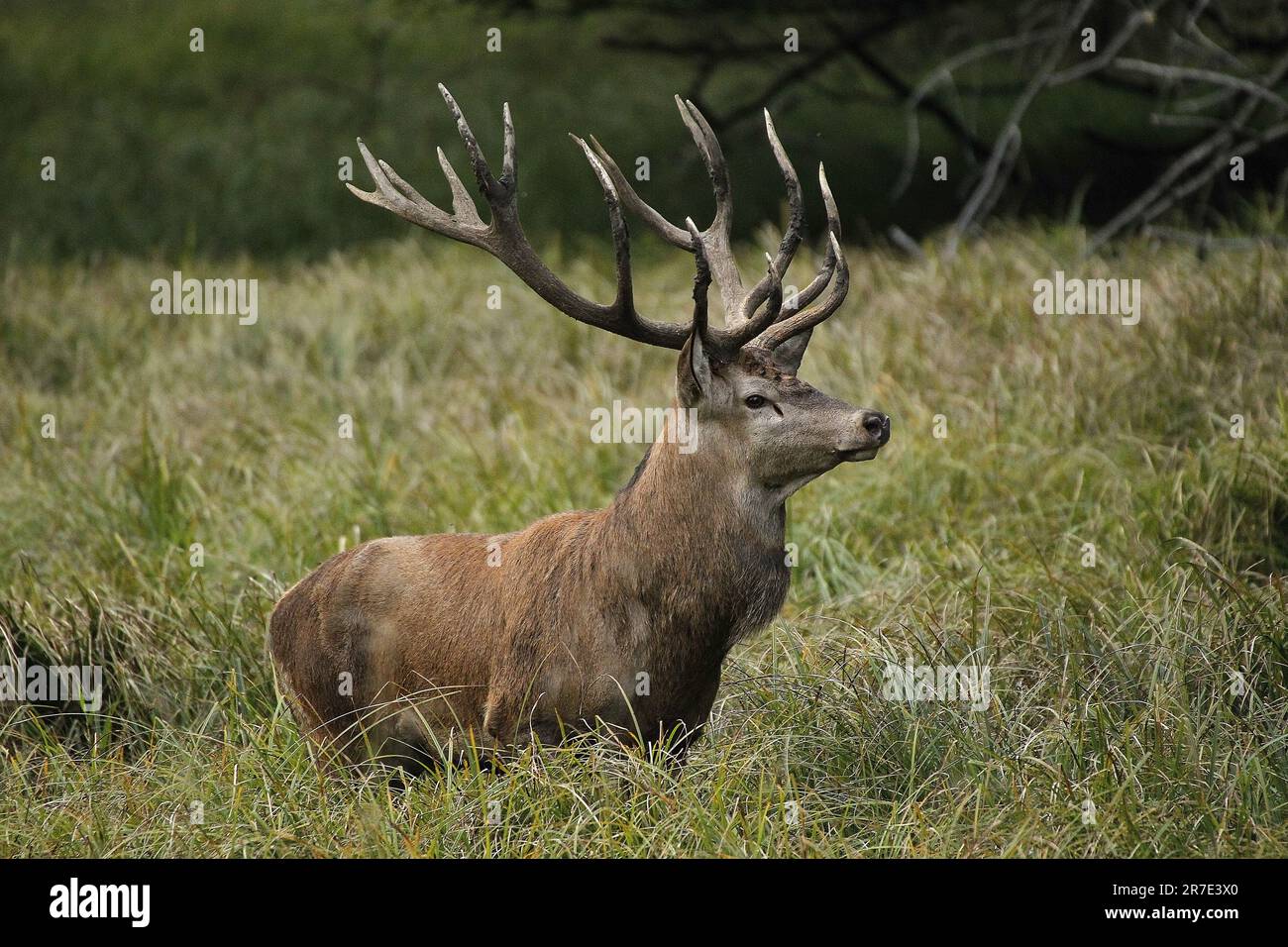 Sweden red deer hi-res stock photography and images - Alamy