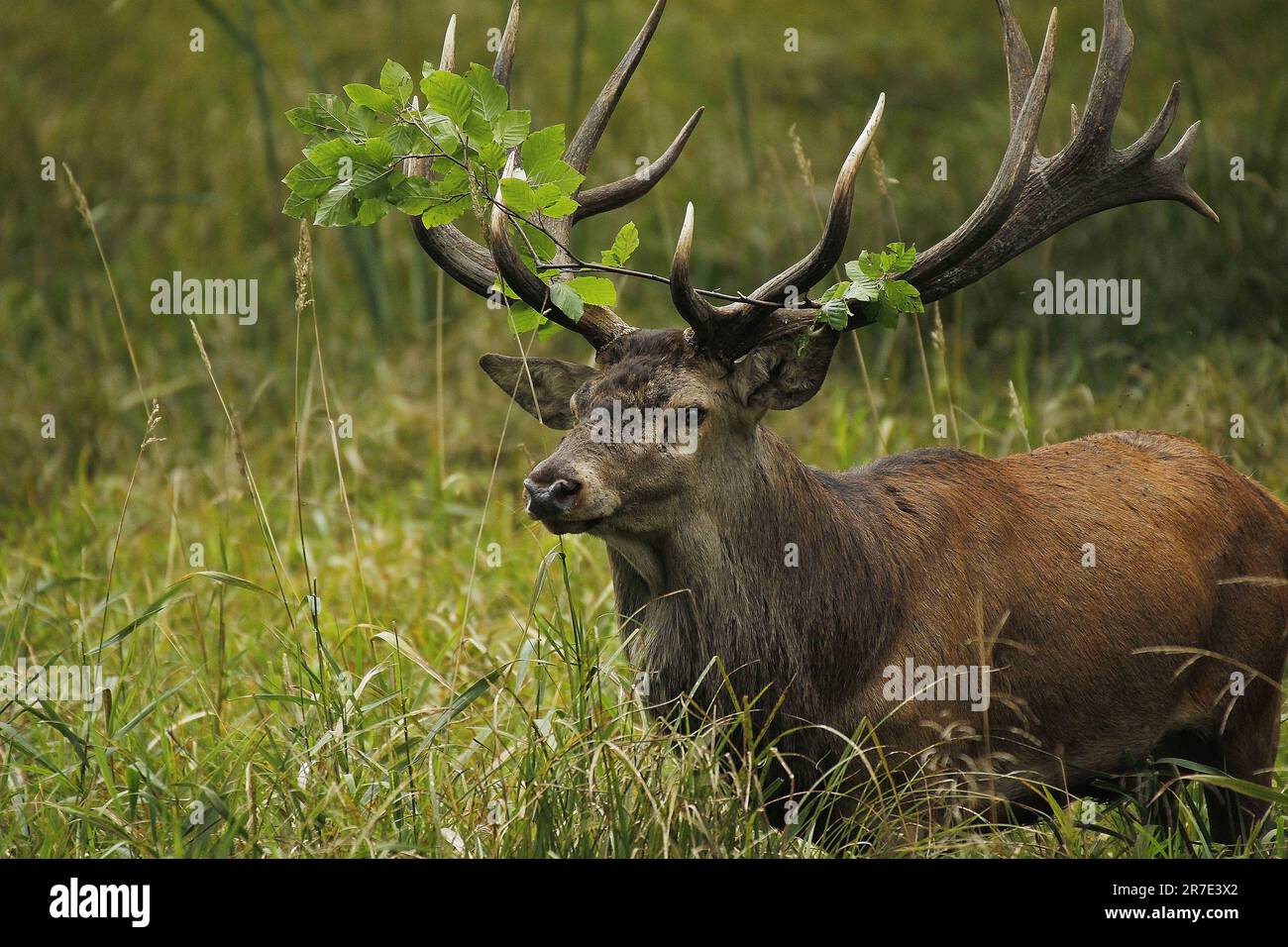 Sweden red deer hi-res stock photography and images - Alamy