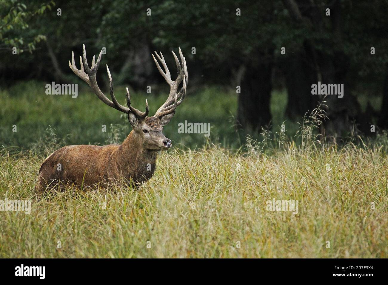 Red Deer, cervus elaphus, Stag, Sweden Stock Photo - Alamy