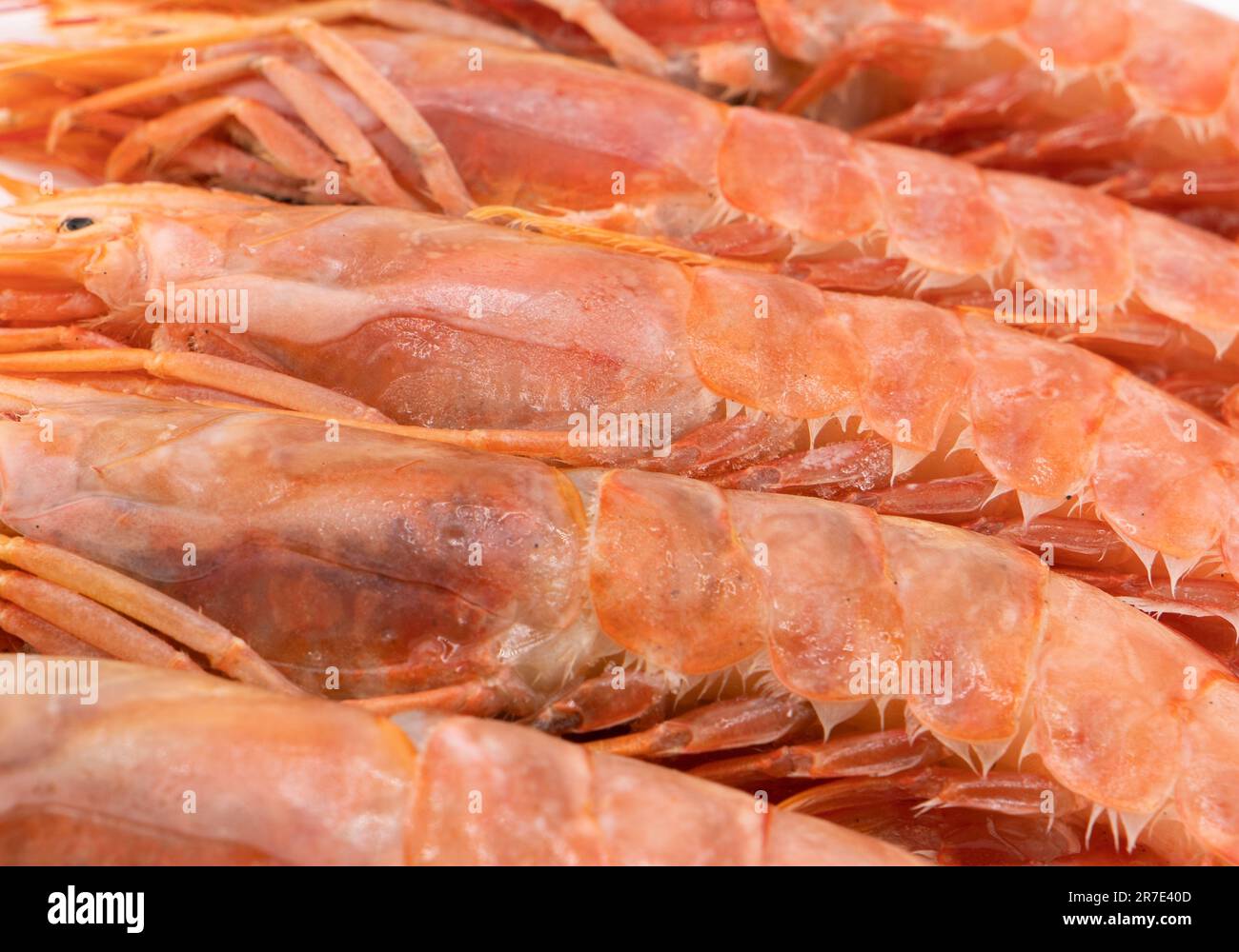 Red giant argentine shrimp texture background. Large tiger shrimp ...