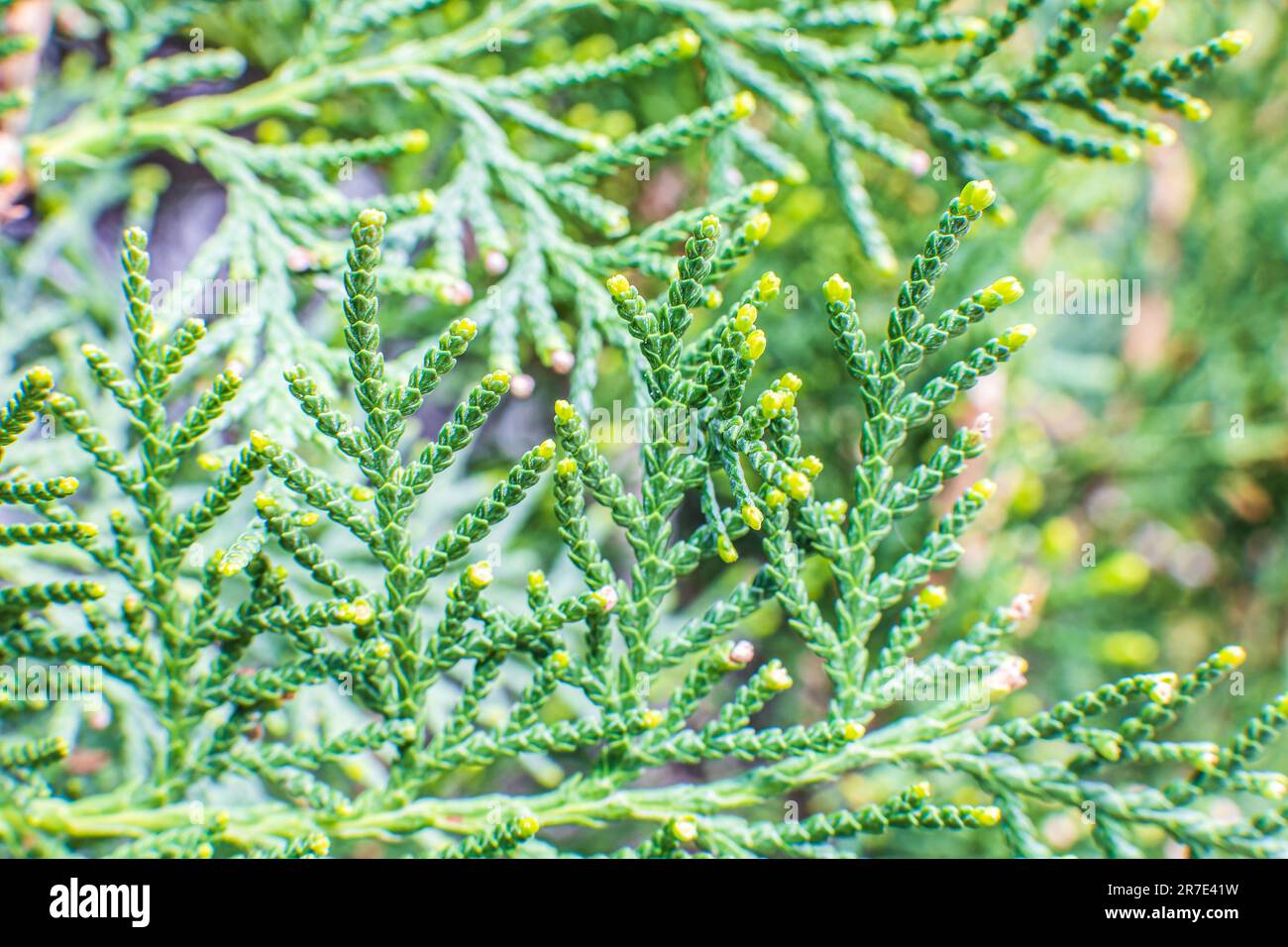 Background screensaver spring flowering vegetation in the park or city ...