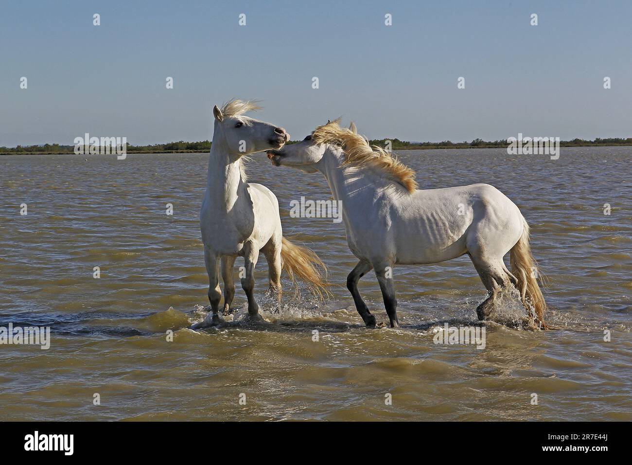 Camargue Horse, Stallions fighting in Swamp, Saintes Marie de la Mer in ...