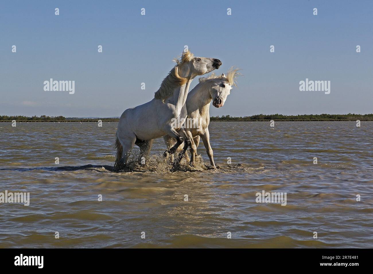 Camargue Horse, Stallions fighting in Swamp, Saintes Marie de la Mer in ...