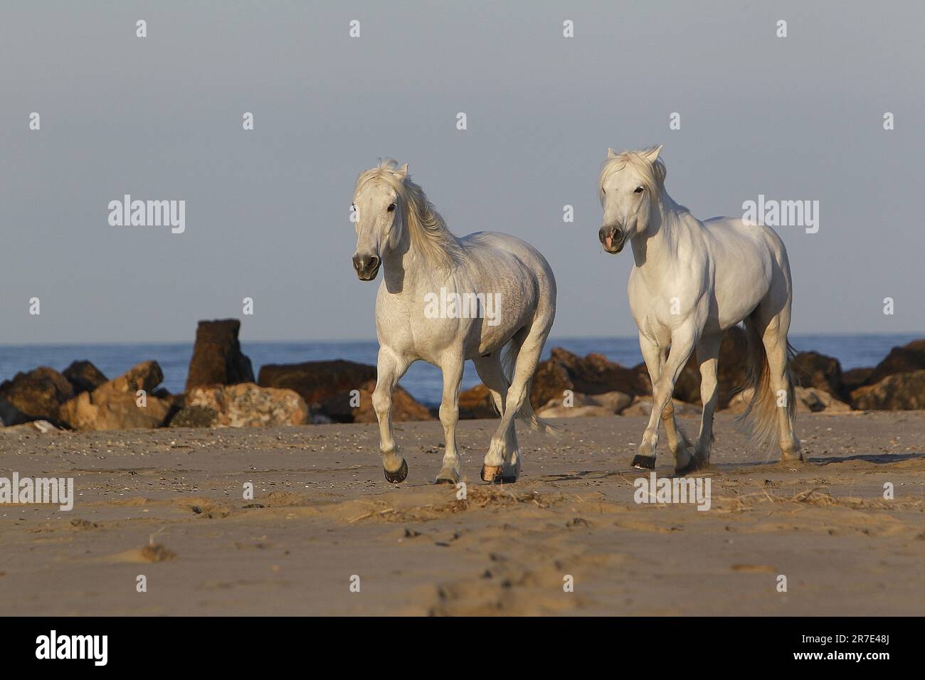 Camargue Horse, Trotting on the Beach, Saintes Marie de la Mer in ...