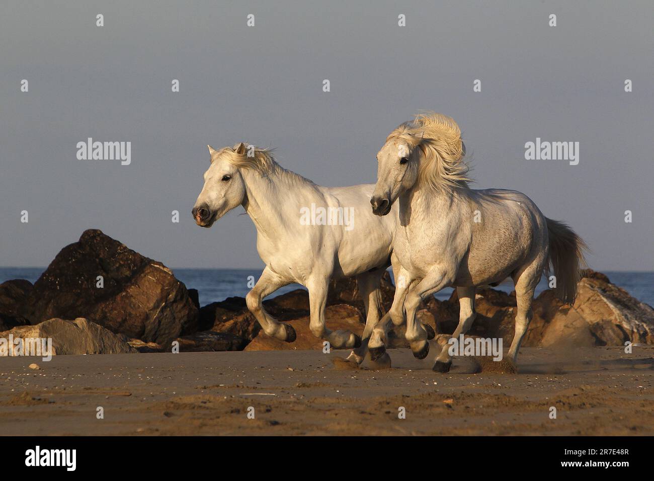 Camargue Horse, Galloping on the Beach, Saintes Marie de la Mer in ...