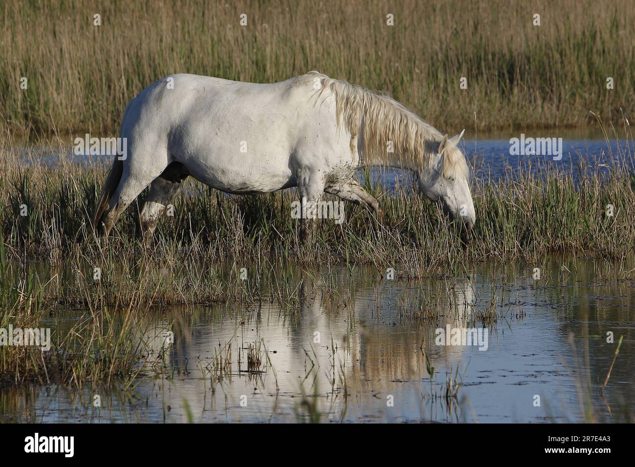 Camargue Horse, Standing in Swamp, Saintes Marie de la Mer in The South ...