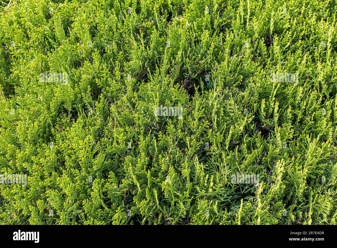 Granular material, solid wood with a structural surface for design ...