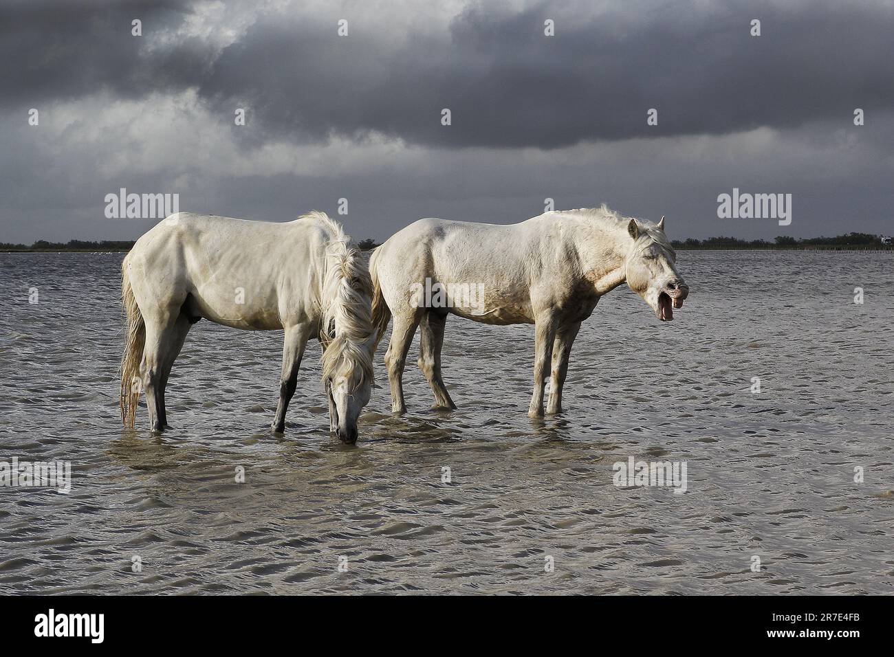 Camargue Horses Standing in Swamp, Yawning, Saintes Marie de la Mer in ...