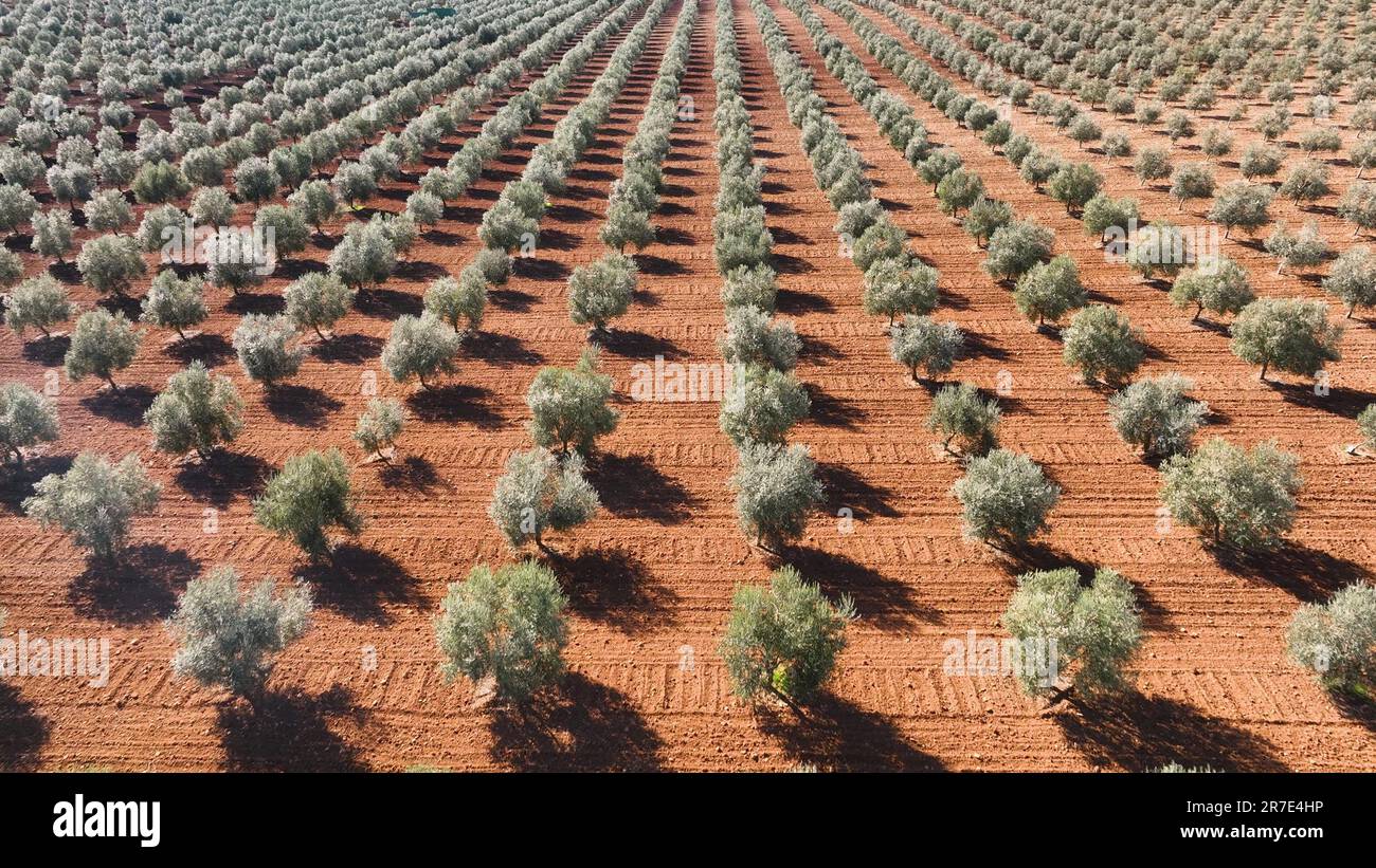 4k Aerial drone view of Olive tree fiel for the production of olive oil ...