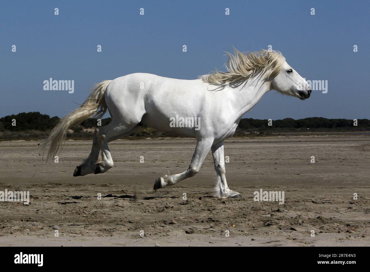 Camargue Horse, Stallion Galloping on the Beach, Saintes Marie de la ...