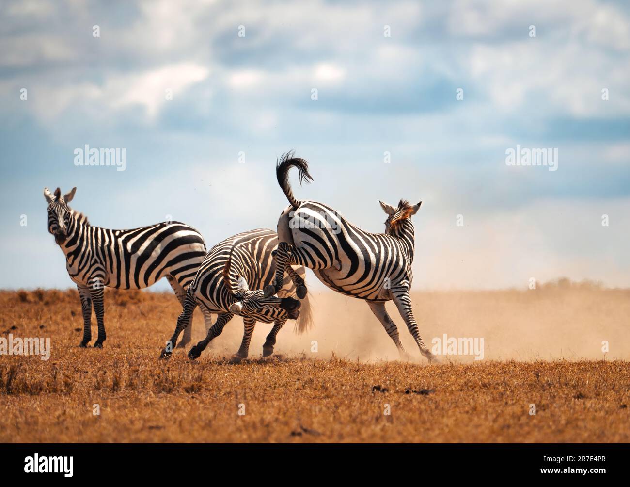 Kicking zebra hi-res stock photography and images - Alamy