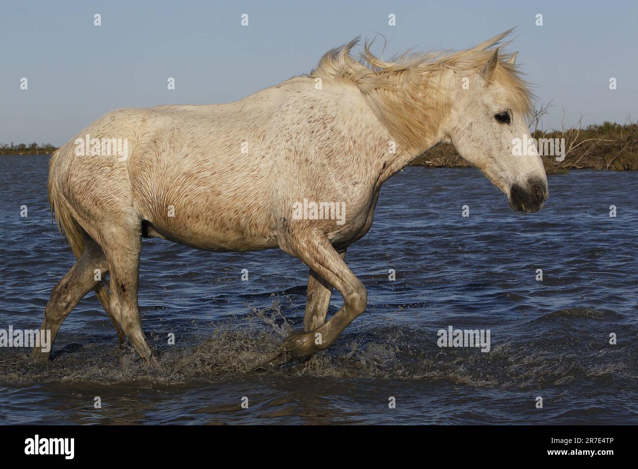Camargue Horse, Standing in Swamp, Saintes Marie de la Mer in The South ...