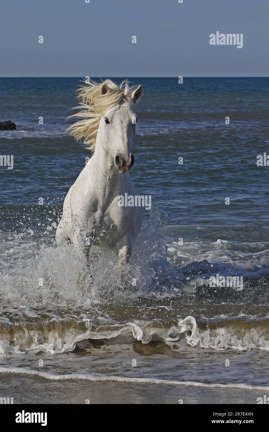 Camargue Horse Galloping in the Sea, Saintes Marie de la Mer in ...