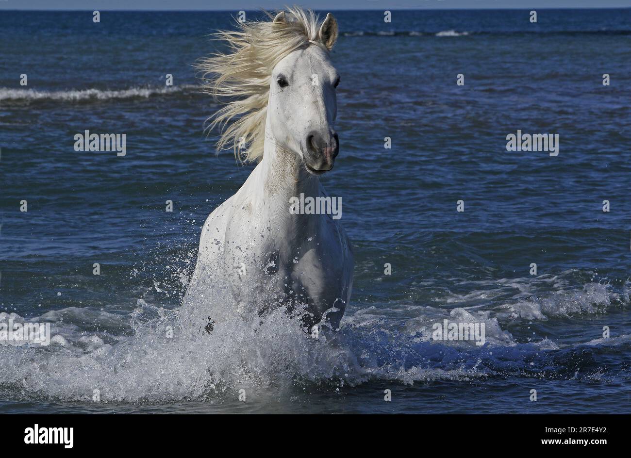 Camargue Horse Galloping in the Sea, Saintes Marie de la Mer in ...