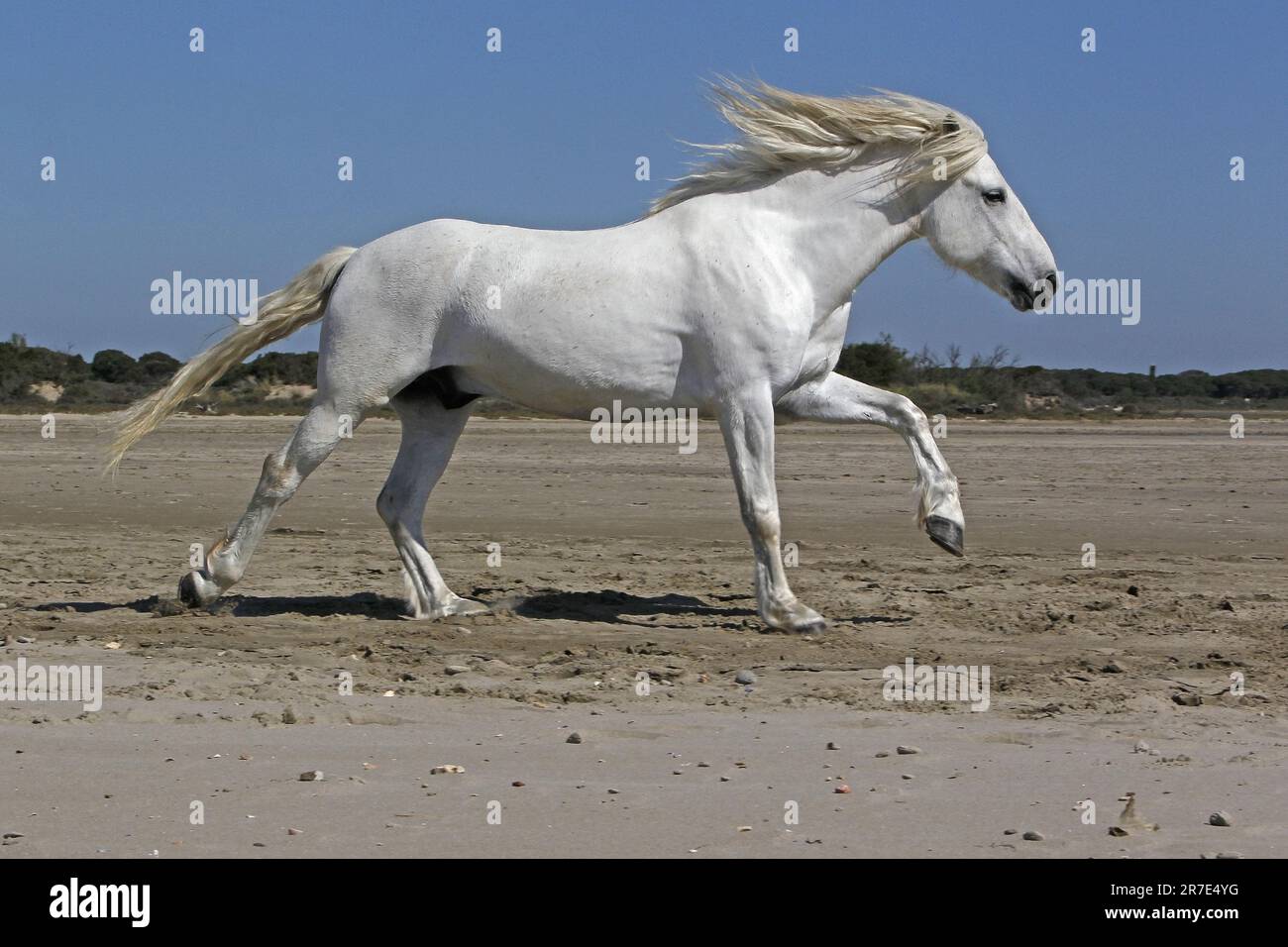 Camargue Horse, Stallion Galloping on the Beach, Saintes Marie de la ...