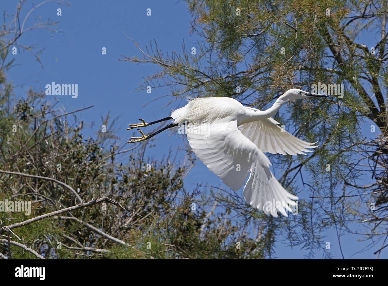 Intermediate Egret, egretta garzetta, Adult in Flight, Taking off from ...