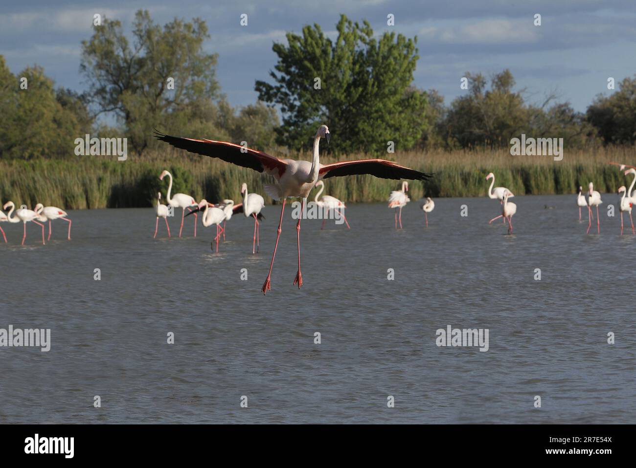 Greater Flamingo, phoenicopterus ruber roseus, Adult in Flight, Landing ...