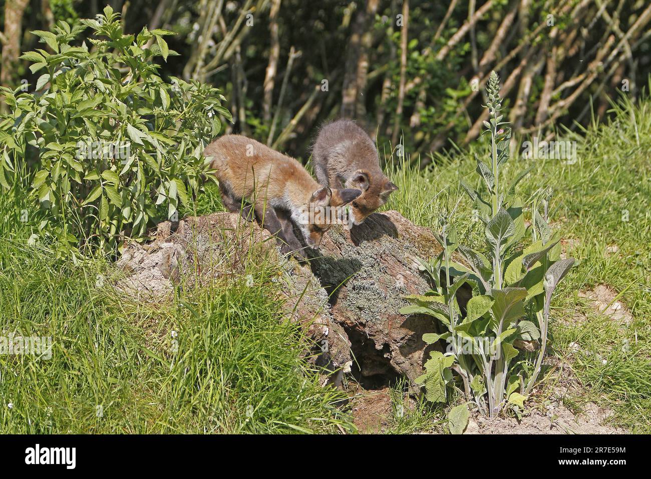 Red Fox, vulpes vulpes, Pup standing at Den Entrance, Normandy in ...