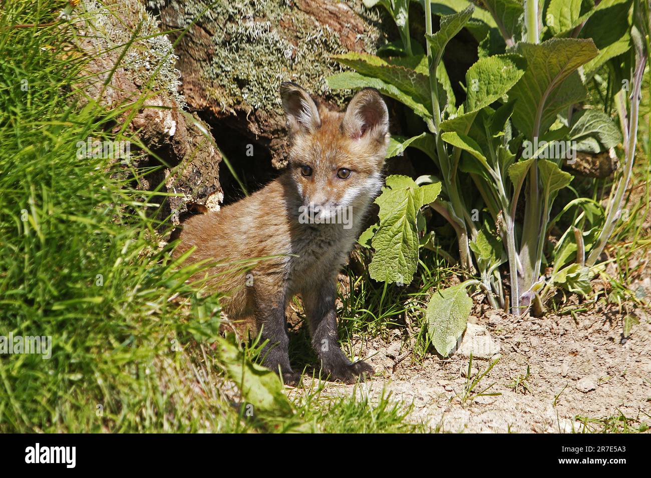 Red Fox, vulpes vulpes, Pup, Normandy in France Stock Photo - Alamy